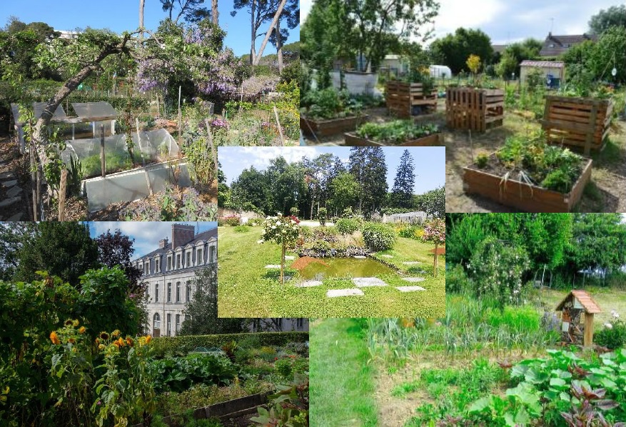 Au fil des saisons - Actualités - Les plants de légumes